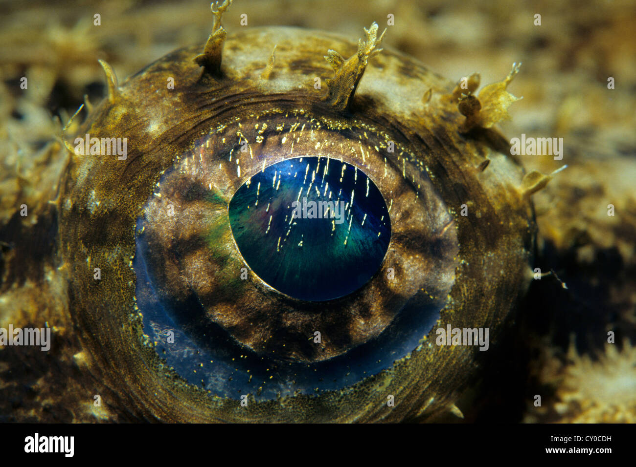Devil Sea Stock Photos & Devil Sea Stock Images - Alamy