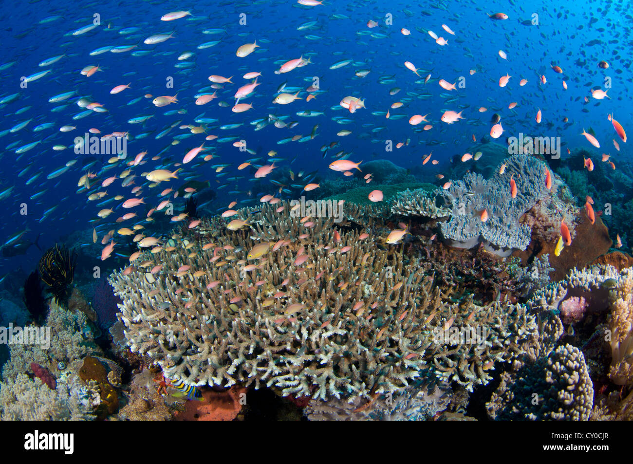 Several species of small schooling fish such as damselfish, fusiliers ...