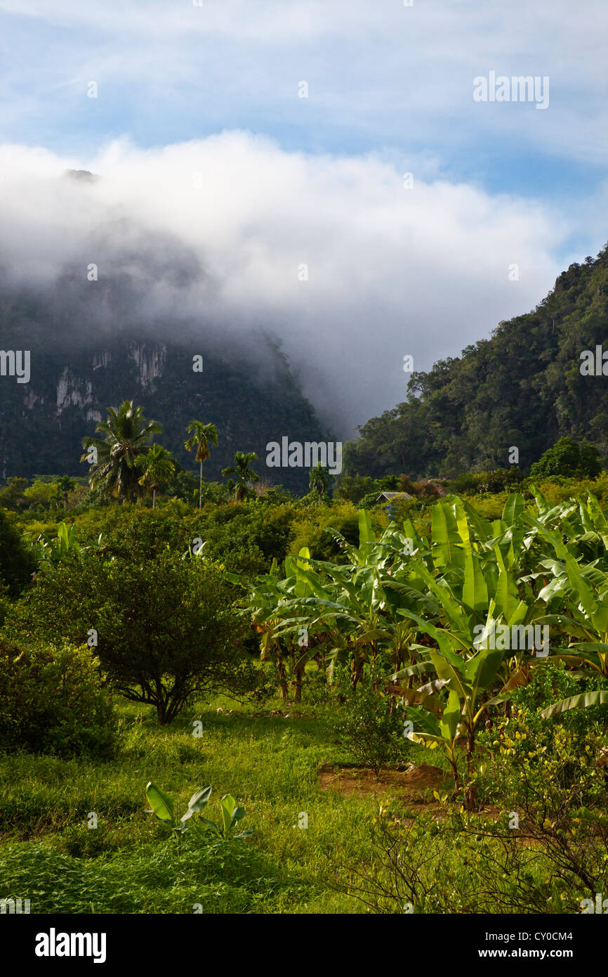 Early morning fog and a banana plantation in the rain forest near KHAO ...