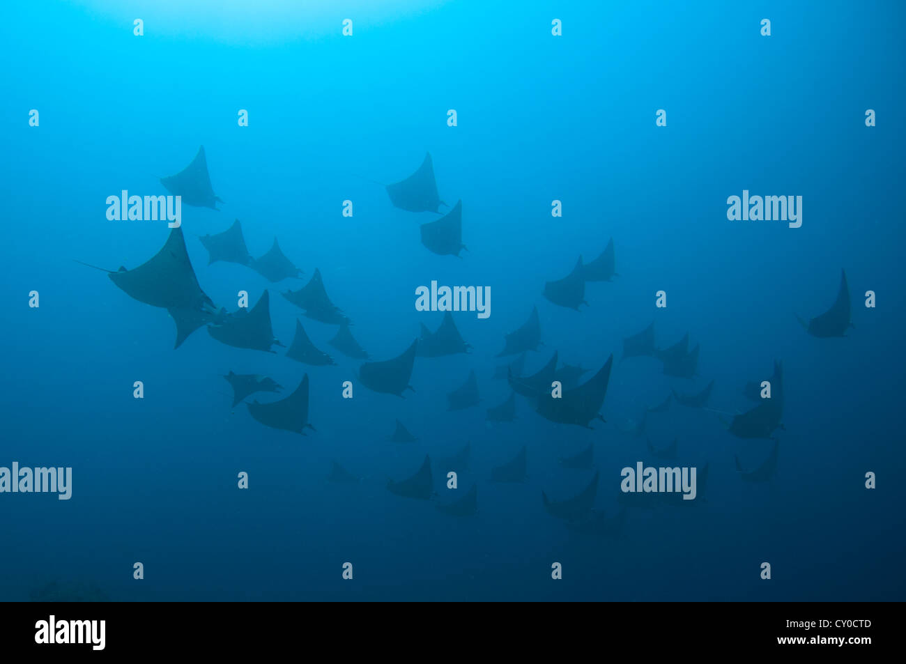 Schooling mobula rays, Mobula sp., Komodo National Park, Nusa Tenggara ...