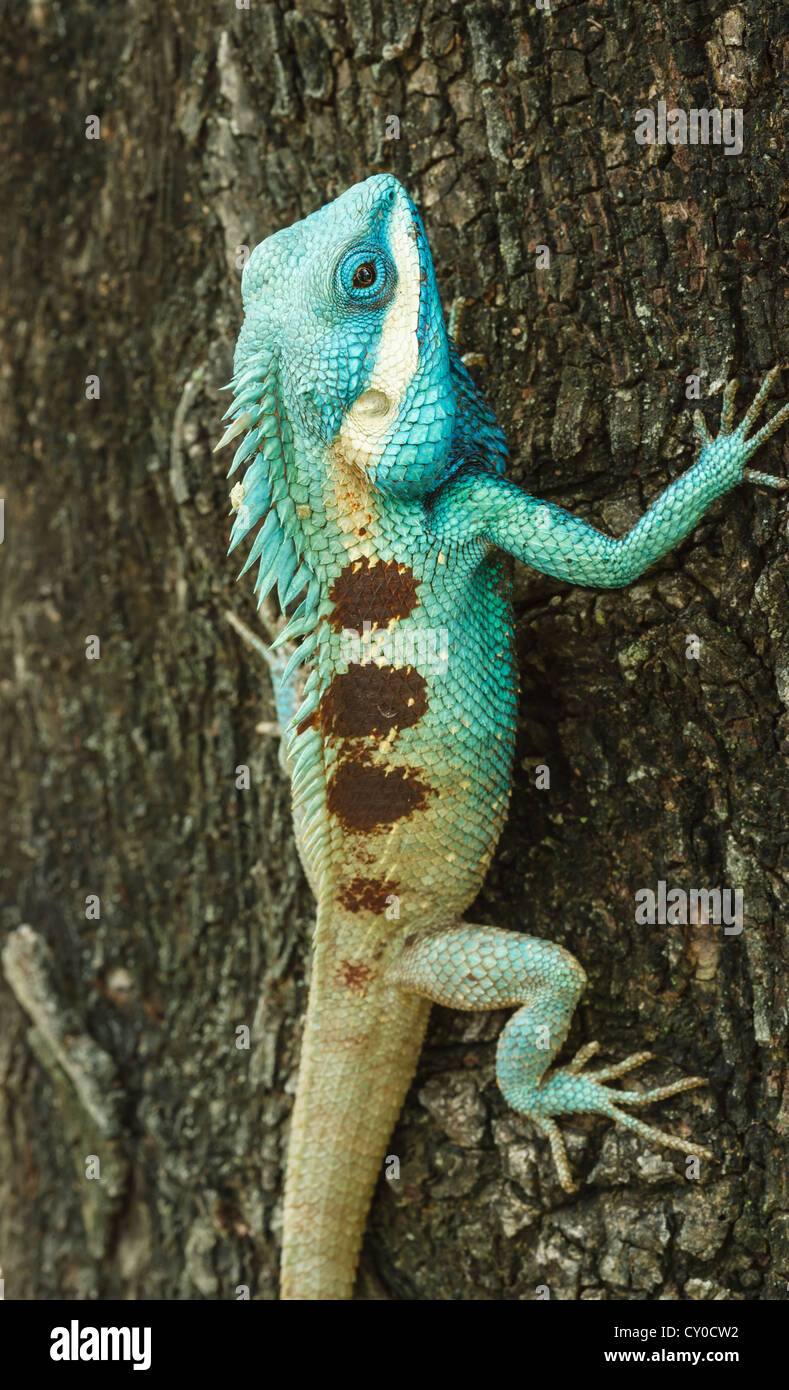 Beautiful Wild lizard Stock Photo - Alamy