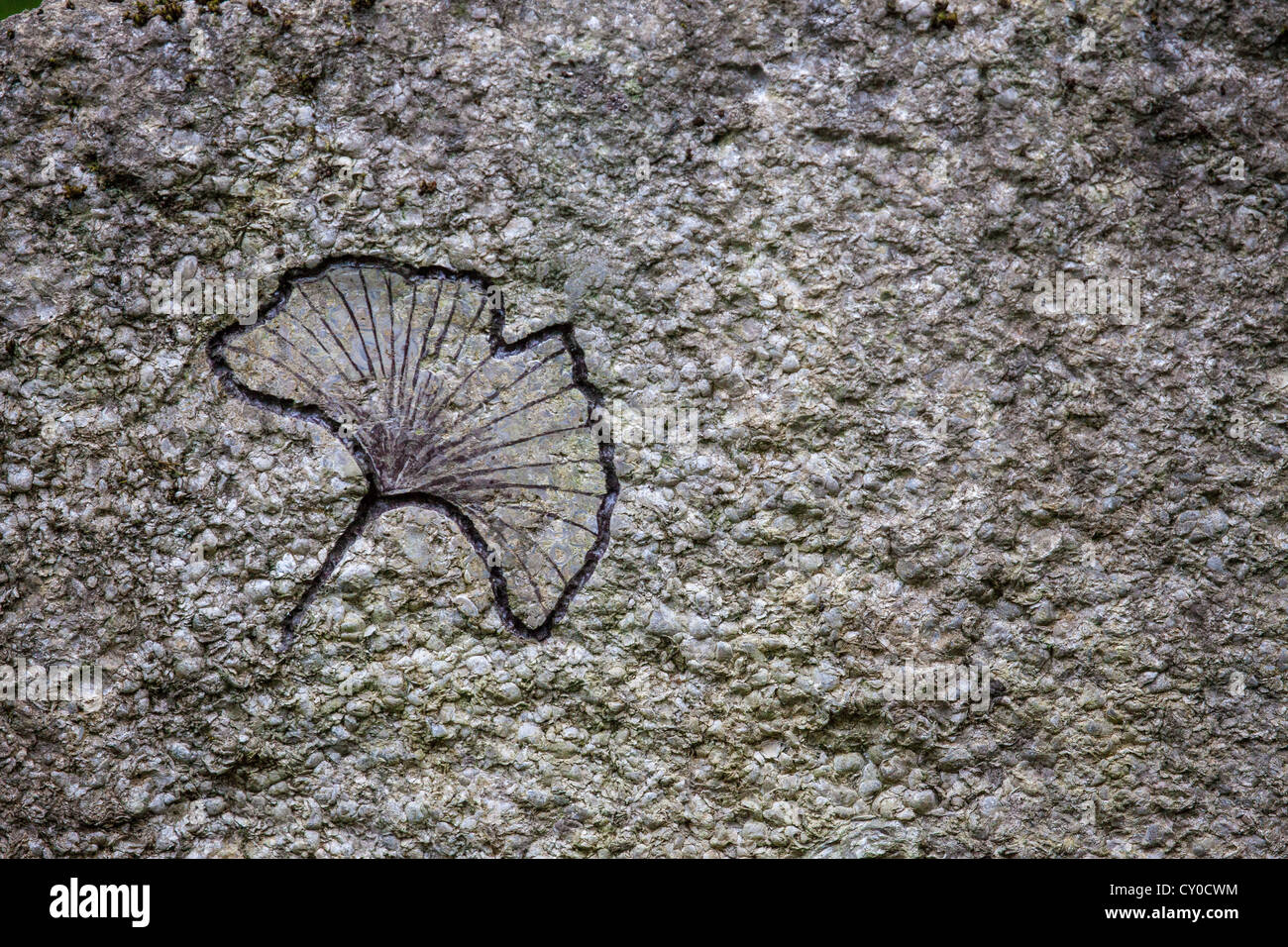 Gingko leaf on a stone slab, cemetery, Weimar, Thuringia Stock Photo ...