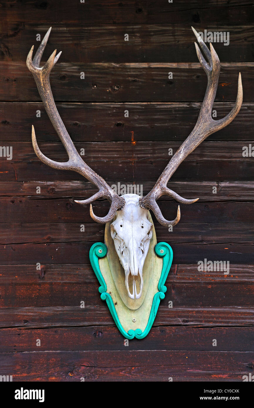 14 point buck, hunting trophy at a mountain inn, Berchtesgaden ...