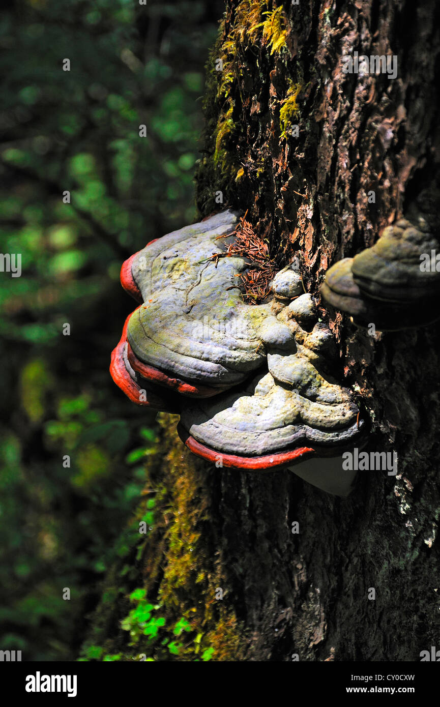 Red Banded Polypore (Fomitopsis pinicola), on a spruce tree, Wimbachtal ...