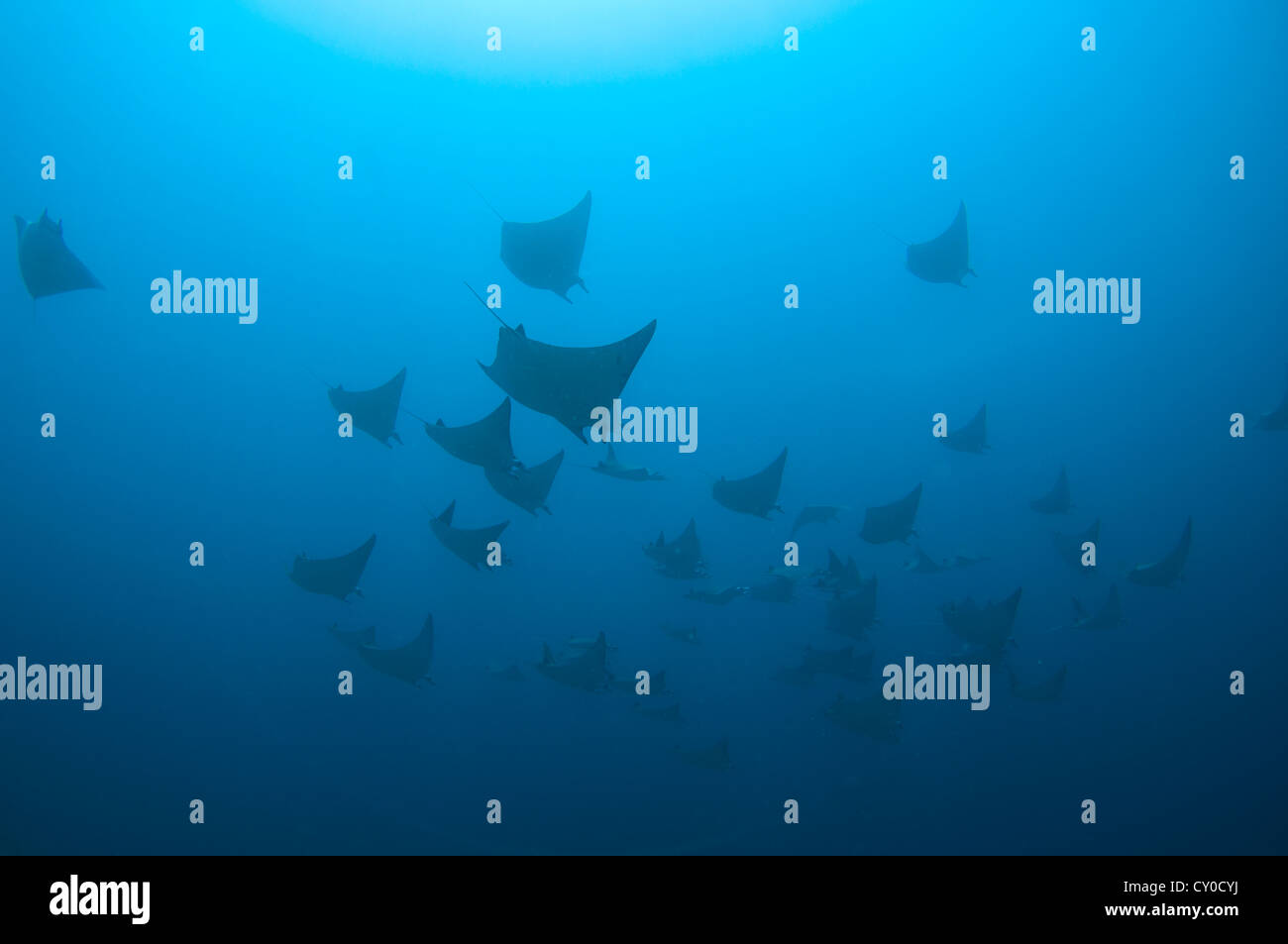 Mobula sp hi-res stock photography and images - Alamy