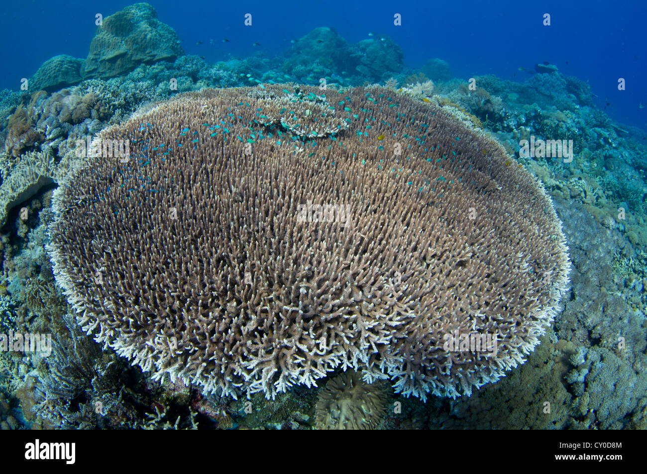 Hard coral garden featuring hard coral including finger and plate ...