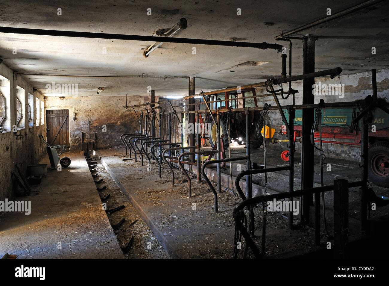 Inside a cowshed hi-res stock photography and images - Alamy