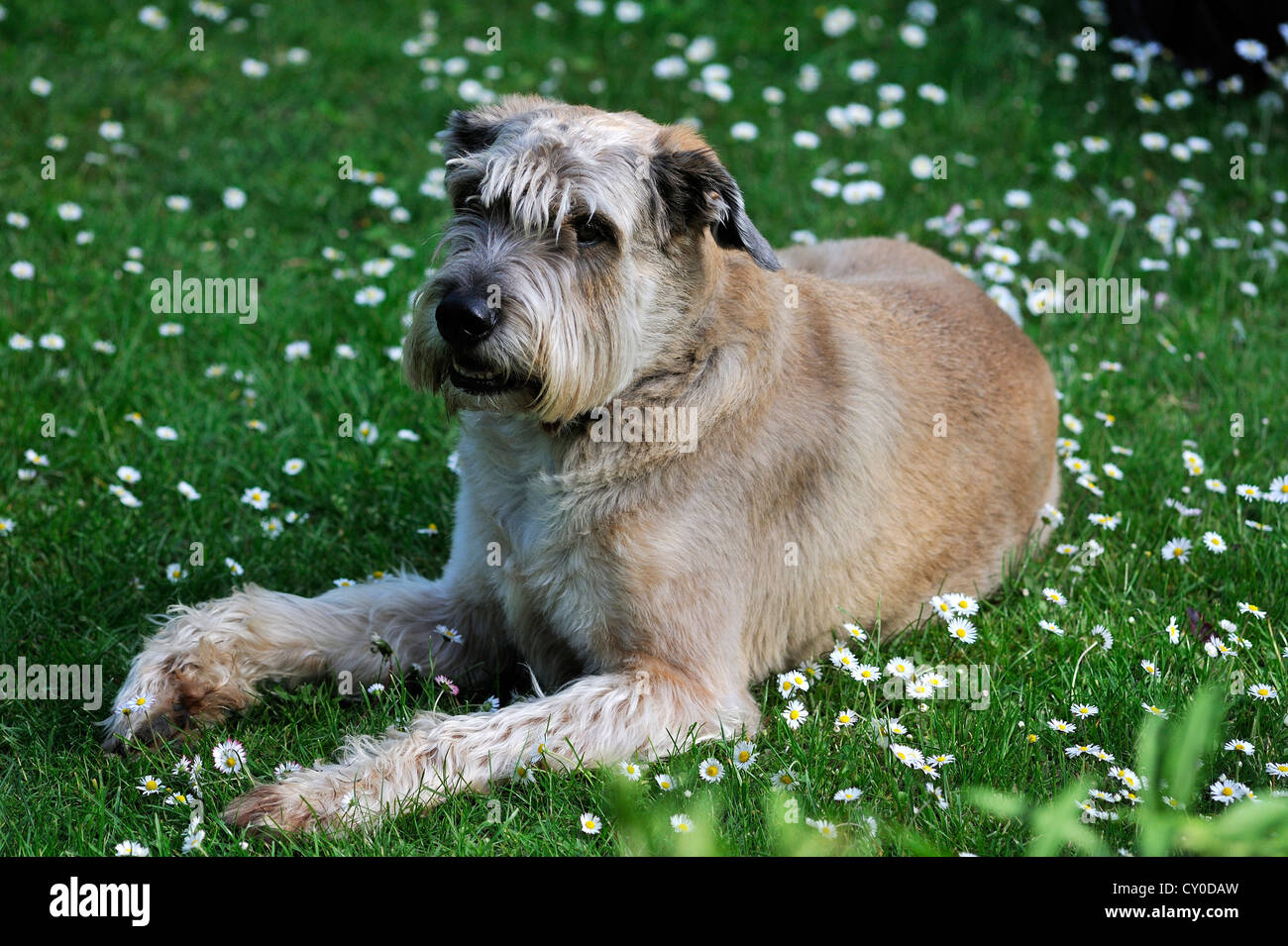 Half breed Schnauzer lying in a meadow, Eckental, Middle Franconia ...