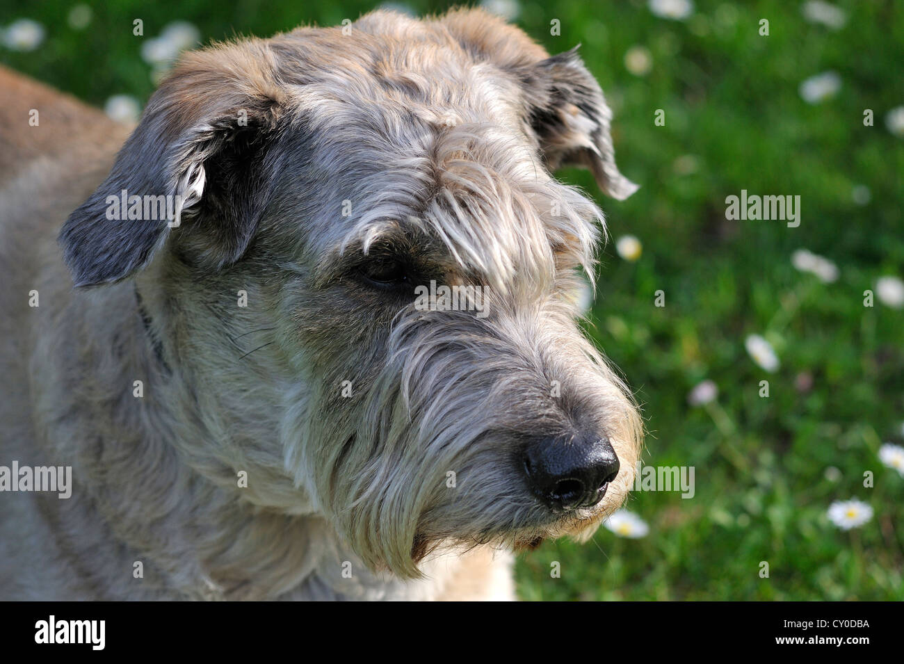Half breed Schnauzer sitting in a meadow, portrait, Eckental, Middle ...