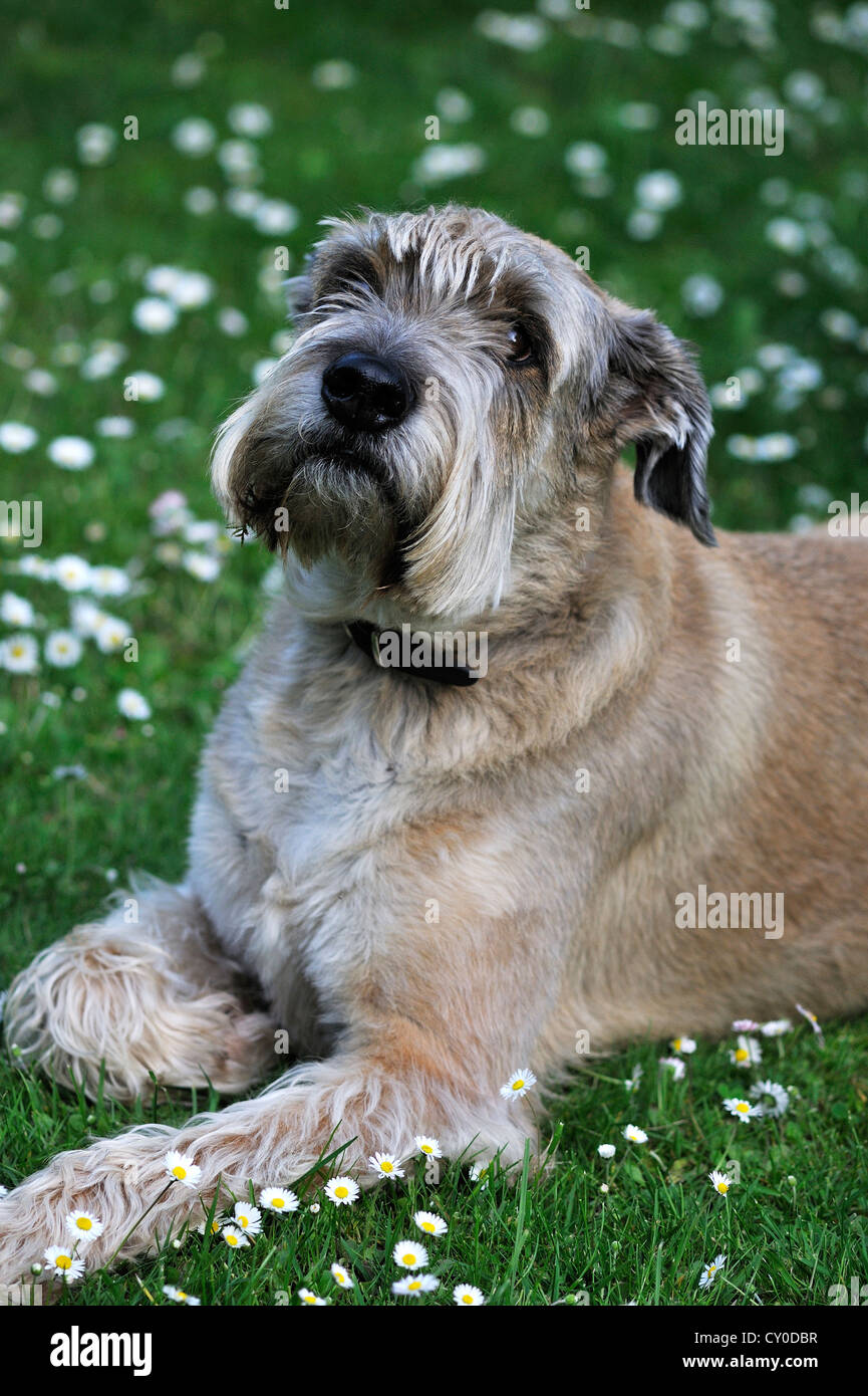 Half breed Schnauzer sitting in a meadow, Eckental, Middle Franconia ...