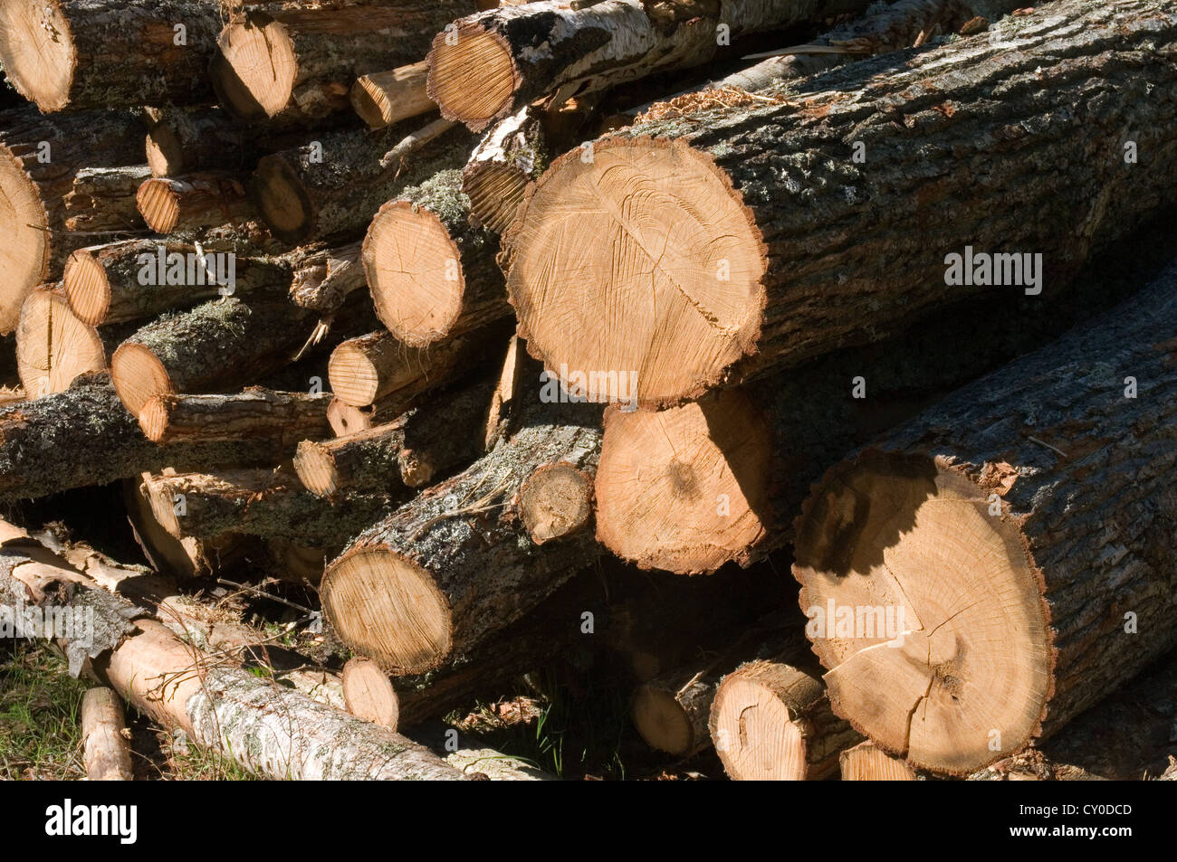 log logs wood timber tree trees ring rings forestry industry managed ...