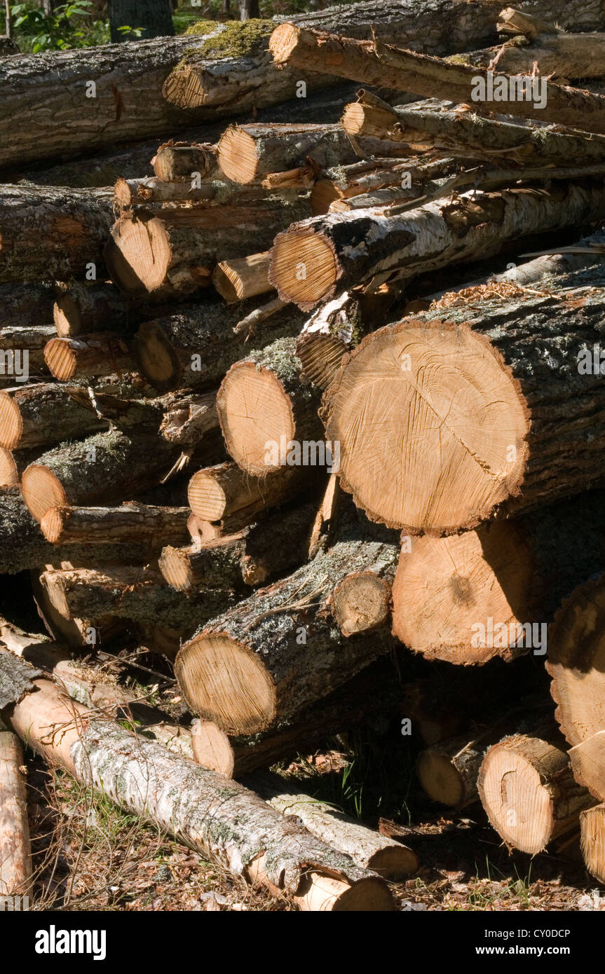 log logs wood timber tree trees ring rings forestry industry managed ...