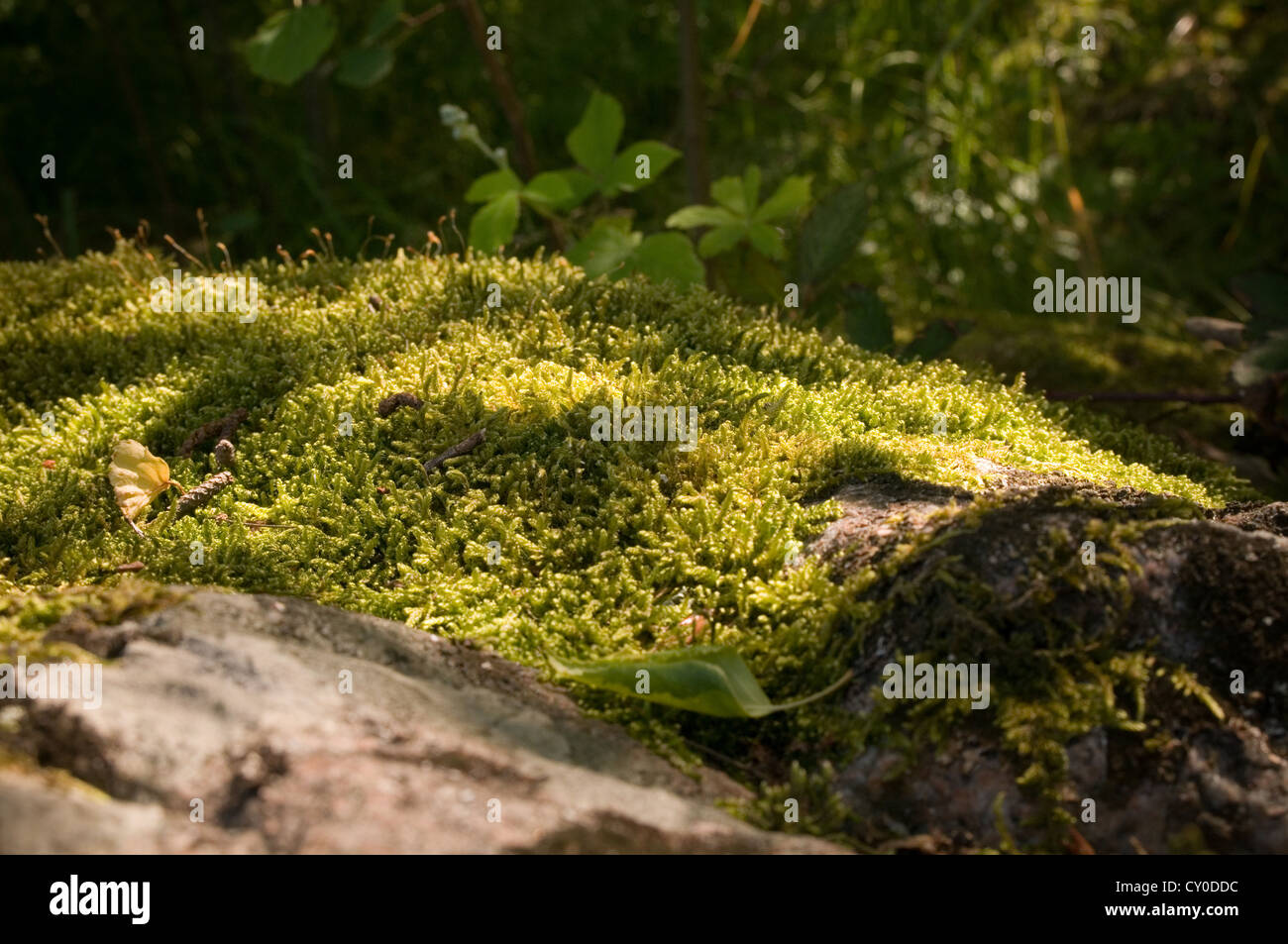 moss growing on a rock rolling stone gathers no mosses forest floor ...