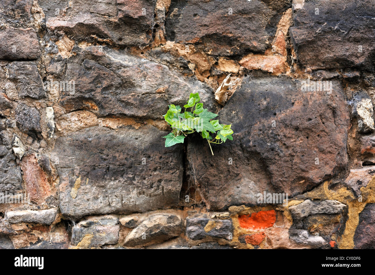 Up close shot hedera helix hi-res stock photography and images - Alamy