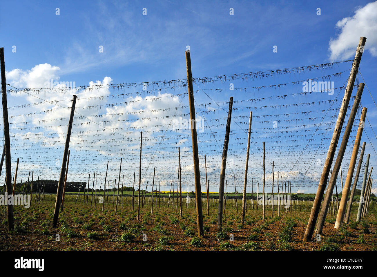 Hop poles hi-res stock photography and images - Alamy