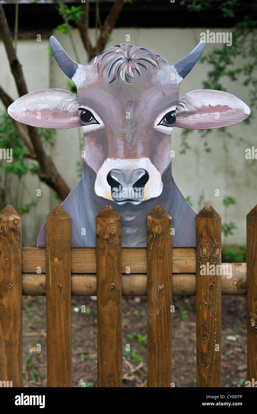 Cows looking over fence High Resolution Stock Photography and Images ...