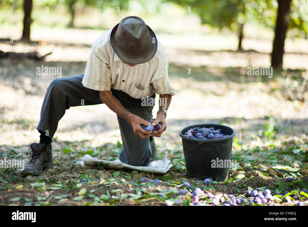 Full length portrait of a senior man picking plums in an orchard at ...