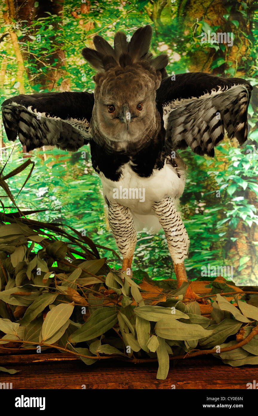 Harpy eagle harpia harpyja High Resolution Stock Photography and Images ...