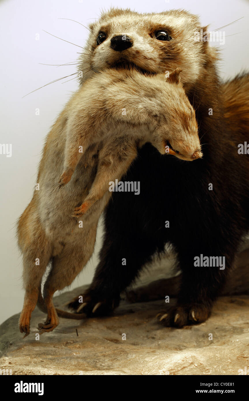 European Polecat (Mustela putorius) preying on a Rat (Rattus sp ...