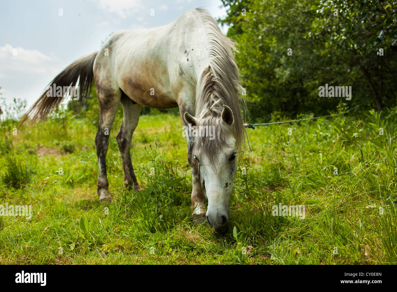 Dirty white horse grazing on a field Stock Photo - Alamy