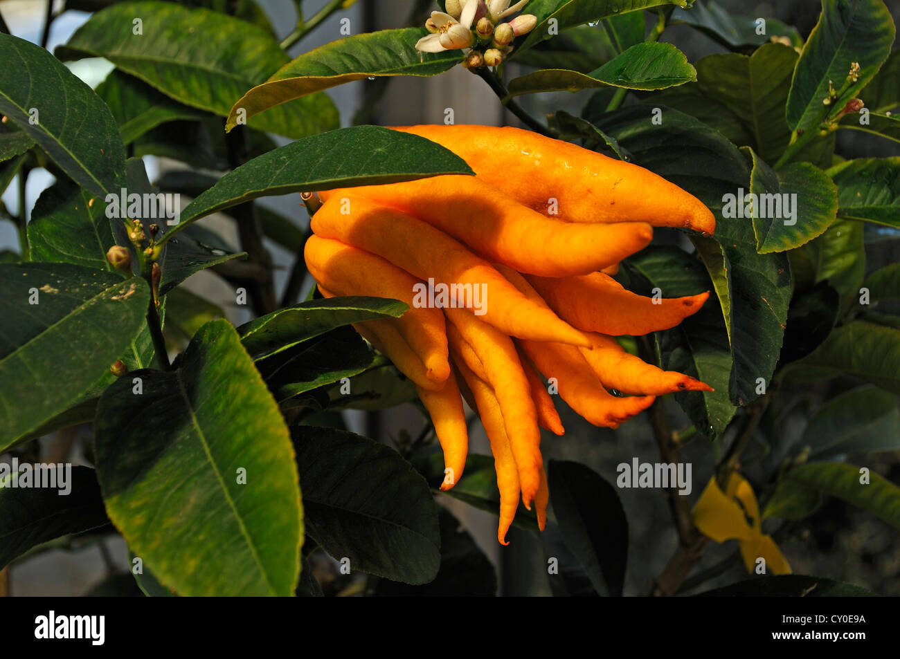 Buddha's Hand or Fingered Citron (Citrus medica digitata), Kenzingen ...
