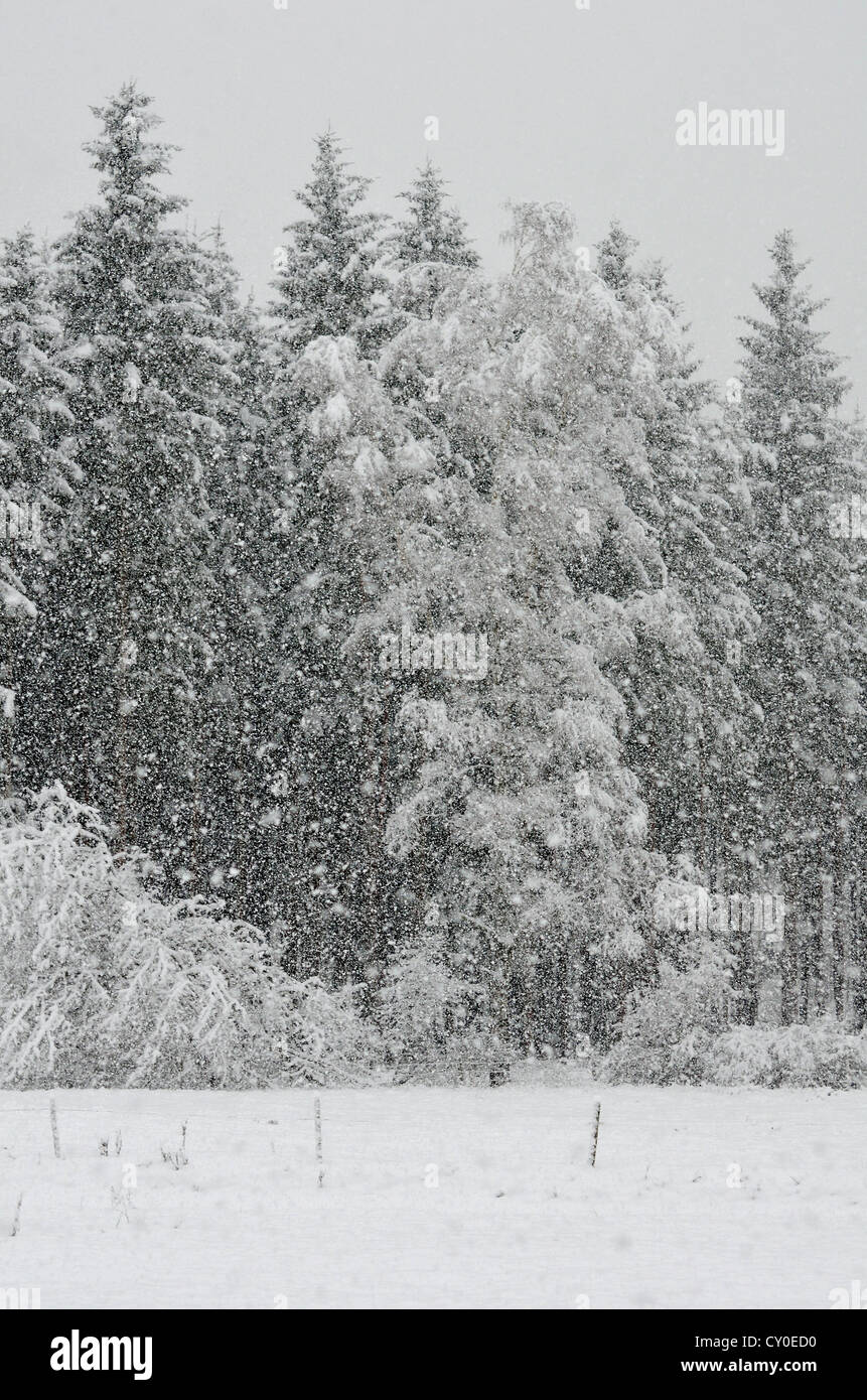 Heavy snowfall in a spruce mixed forest, branches bent by the snow load ...