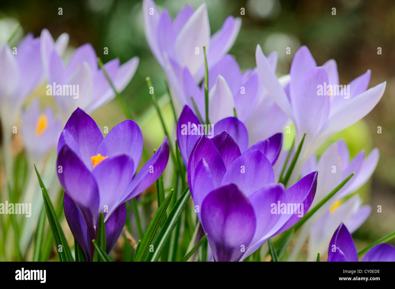 Purple Crocus (Crocus sp.) flowers Stock Photo - Alamy