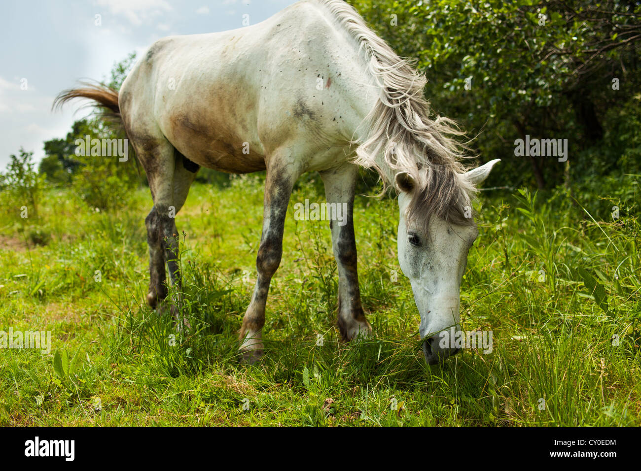 Dirty white horse grazing on a field Stock Photo - Alamy