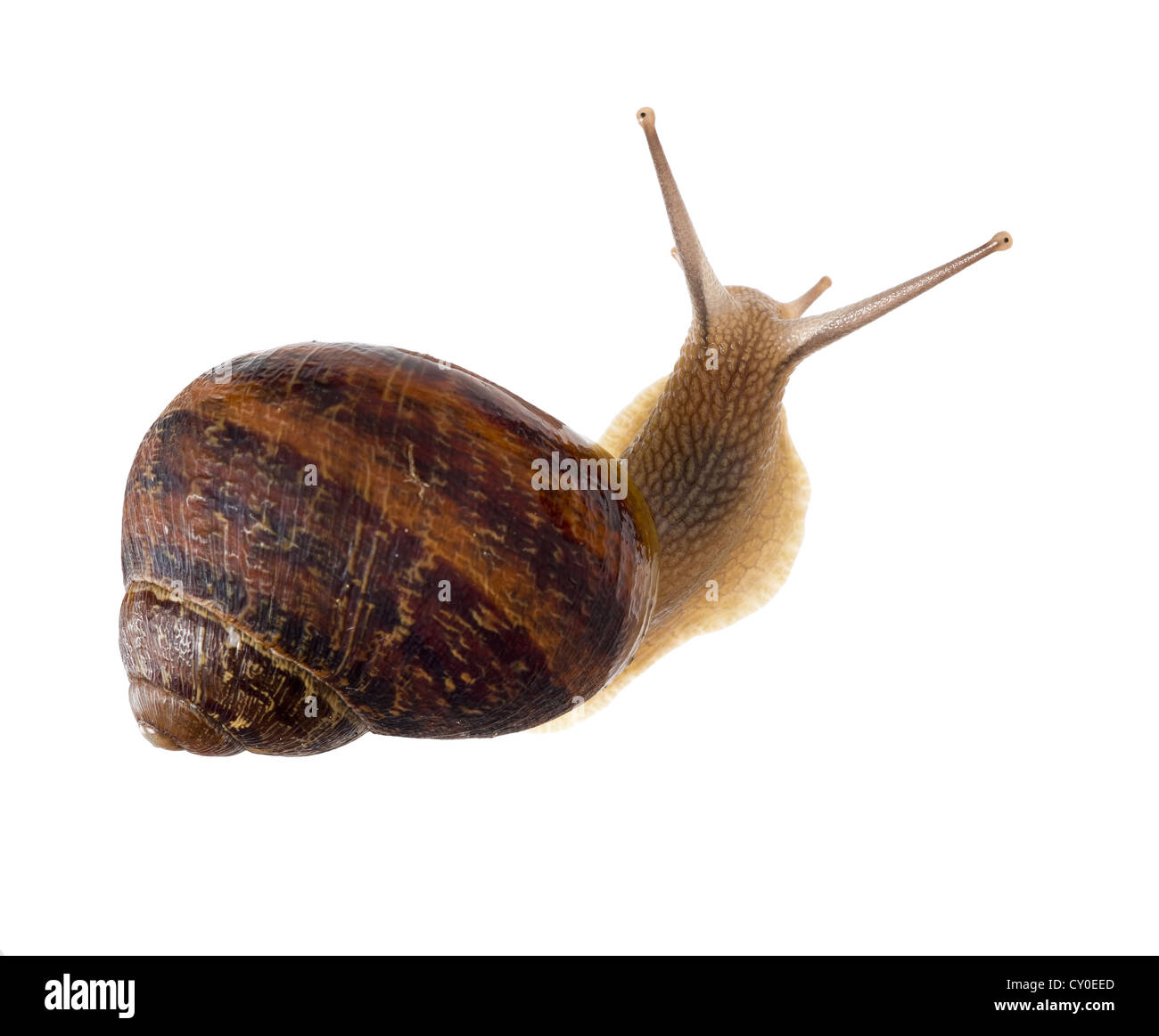 Large shell isolated Cut Out Stock Images & Pictures - Alamy