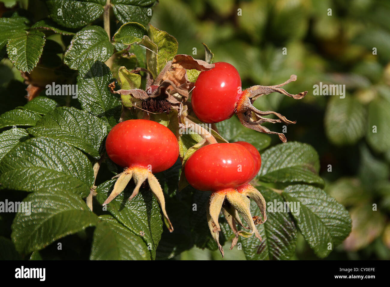 Large red rose hips in autumn Stock Photo - Alamy