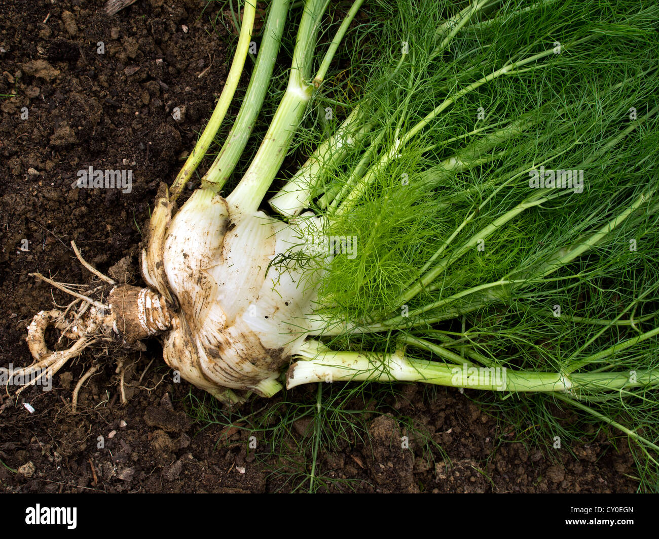 Fresh dug Florence fennel root - Finocchio Stock Photo - Alamy