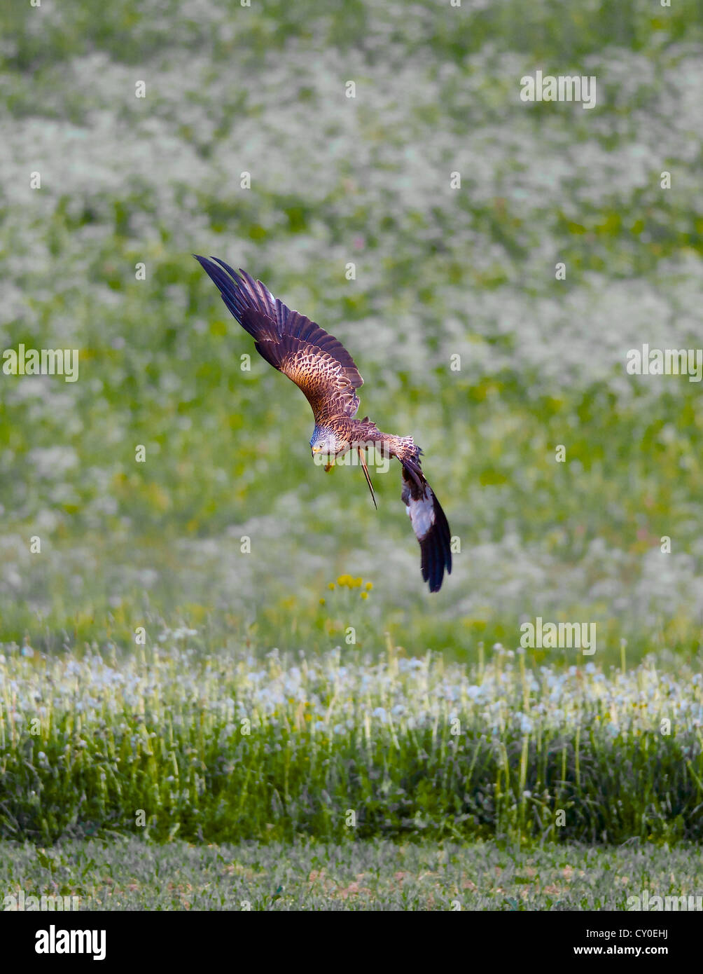 Hawk diving over a summer field Stock Photo - Alamy