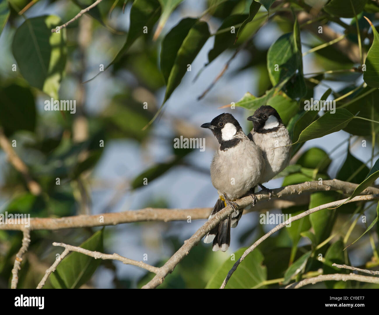 White-eared Bulbul Pycnonotus leucotis N India Stock Photo - Alamy