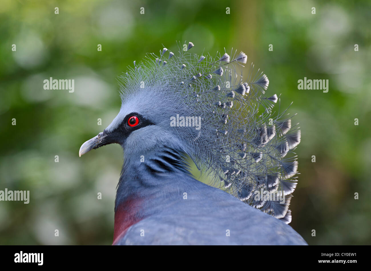 Victoria Crowned Pigeon, Goura victoria New Guinea Stock Photo - Alamy