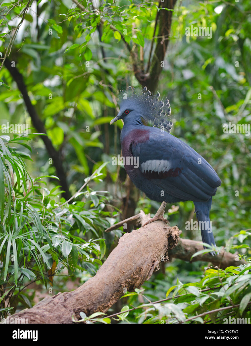 Victoria Crowned Pigeon, Goura victoria New Guinea Stock Photo - Alamy