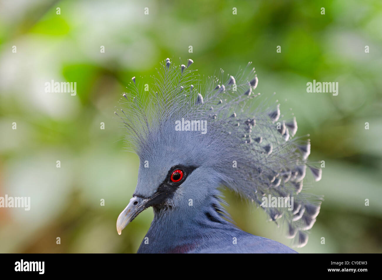 Victoria Crowned Pigeon, Goura victoria New Guinea Stock Photo - Alamy