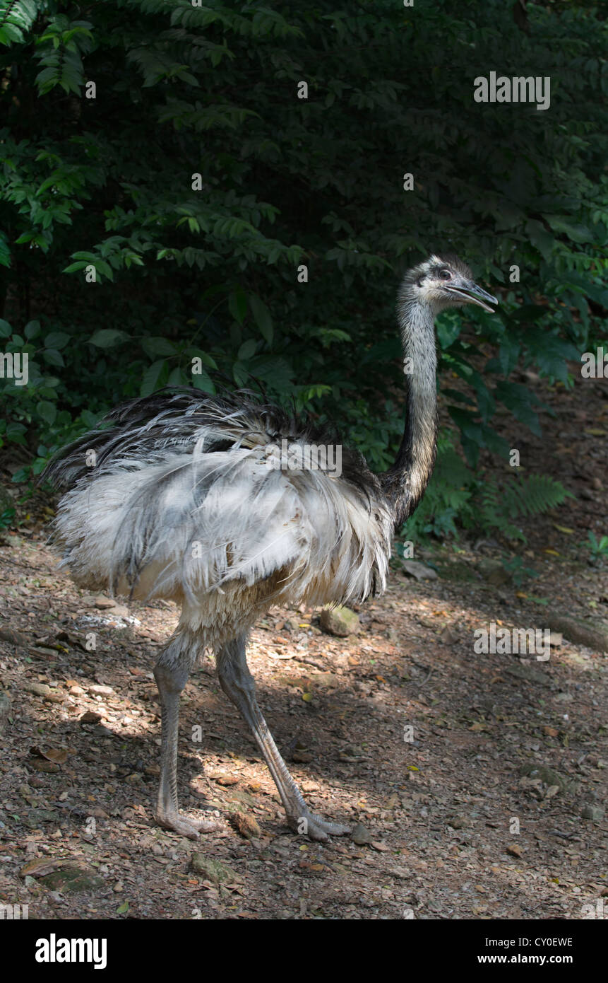 Rhea, Rhea americana Chile South America Stock Photo - Alamy