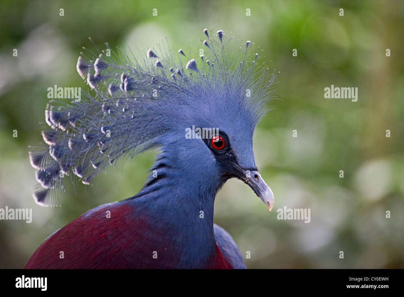 Victoria Crowned Pigeon, Goura victoria New Guinea Stock Photo - Alamy