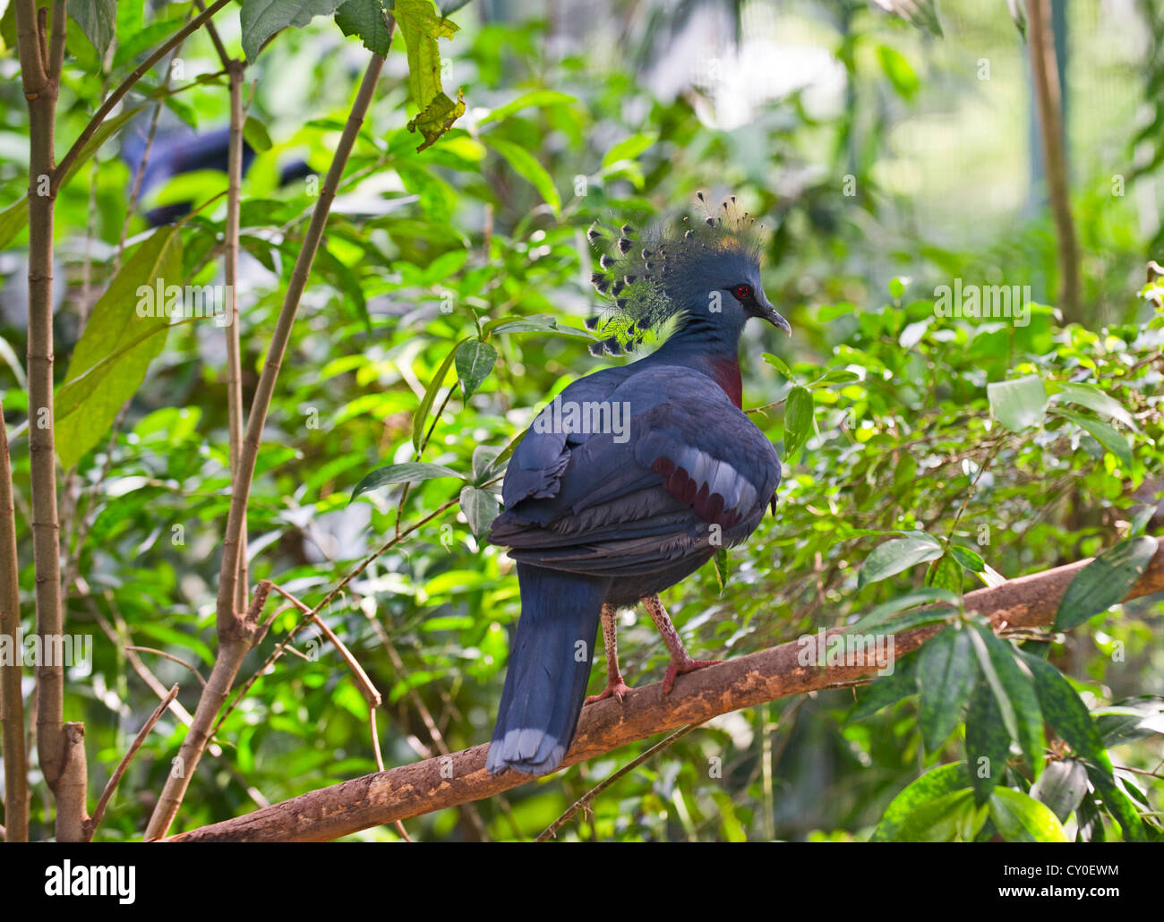 New guinea papua new guinea victoria crowned pigeon bird hi-res stock ...