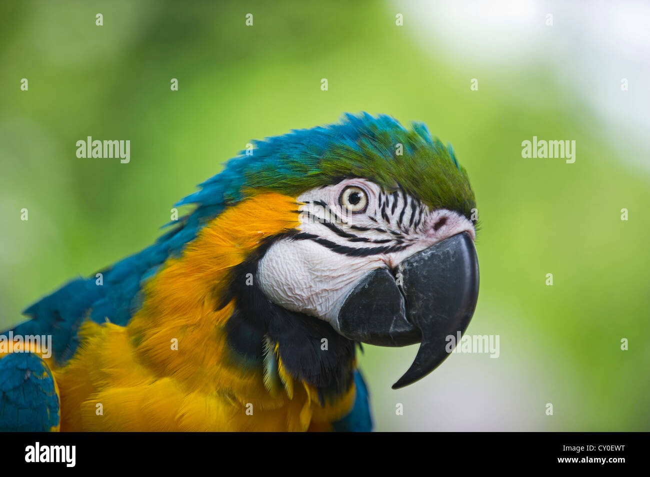 Captive macaw hi-res stock photography and images - Alamy