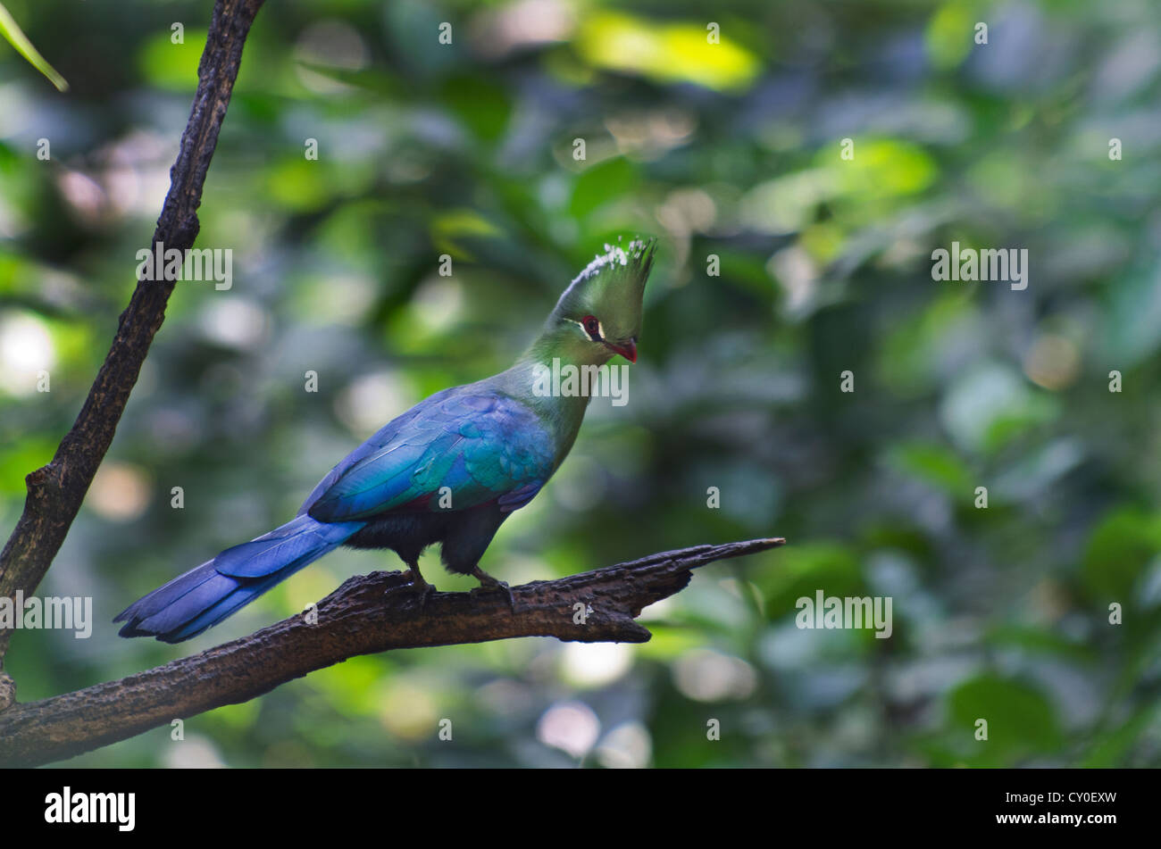 Livingstones turaco livinstones turaco turaco bird hi-res stock ...