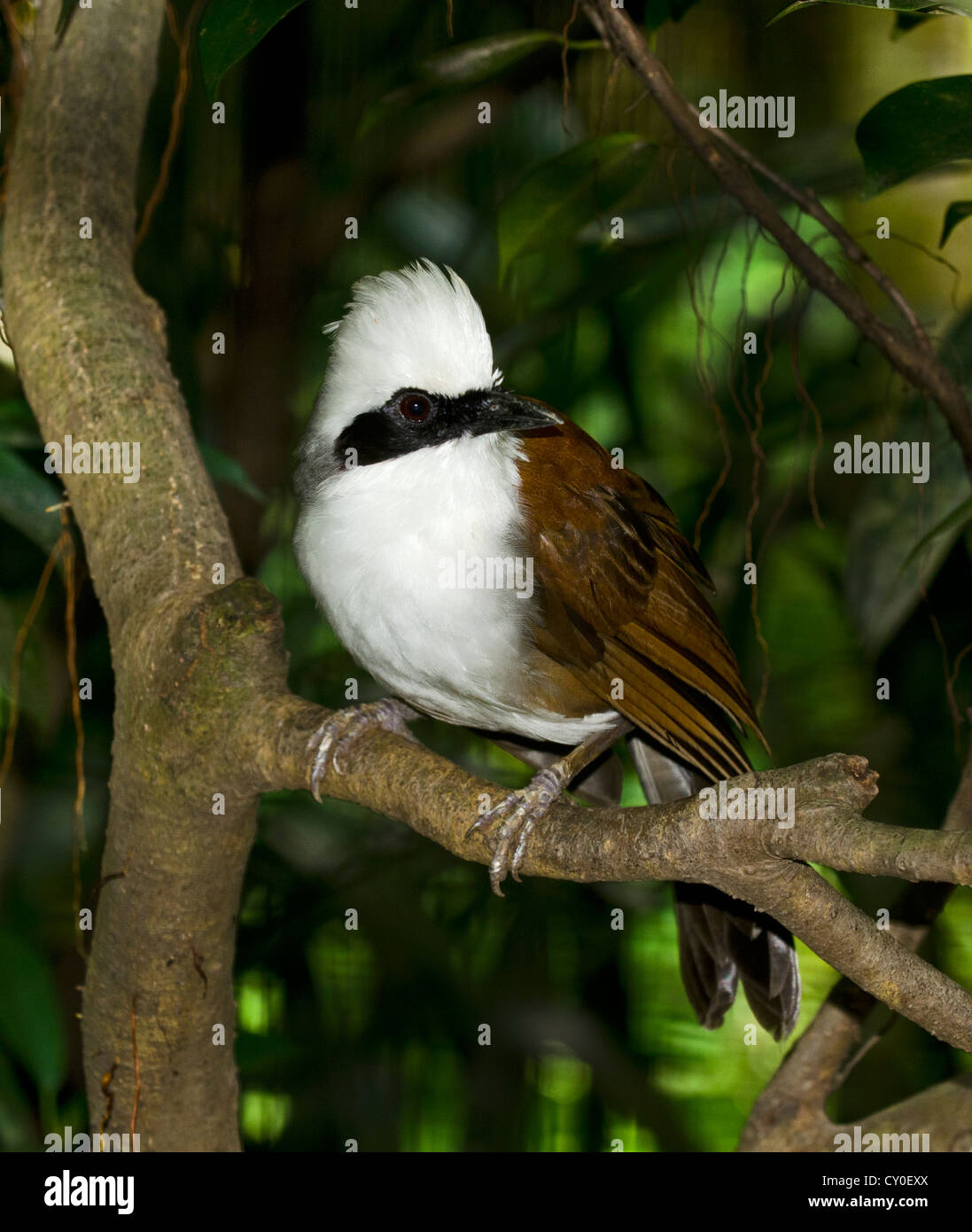 Thrush and bird hi-res stock photography and images - Alamy