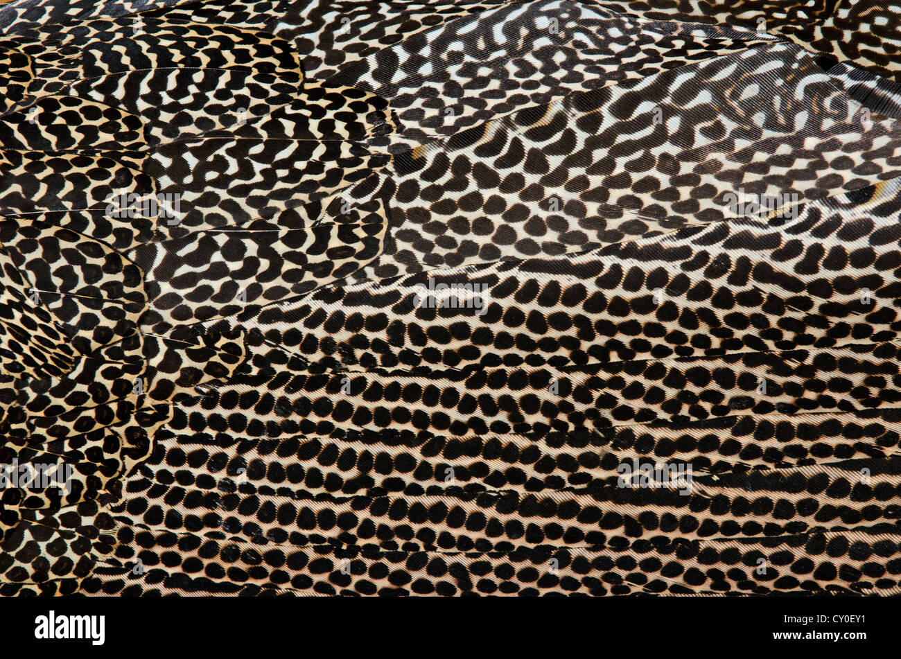Great argus pheasant male bird plumage feather detail pattern patterns ...