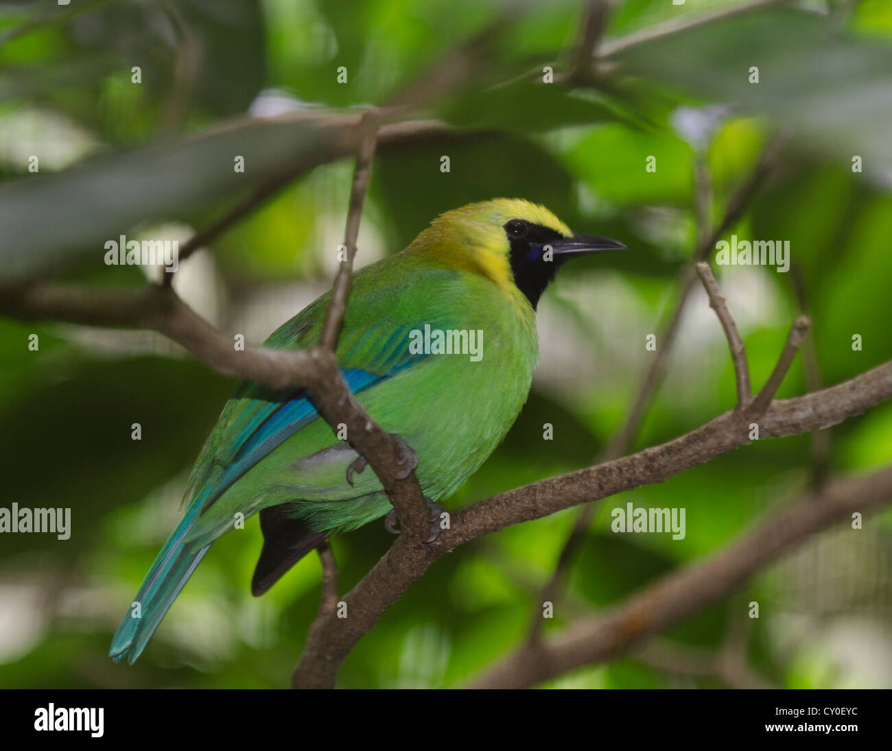 Blue winged leafbird blue winged leafbird leafbird bird india hi-res ...