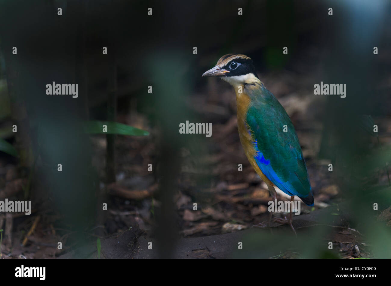 Blue-winged Pitta (Pitta moluccensis) Singapore Stock Photo - Alamy