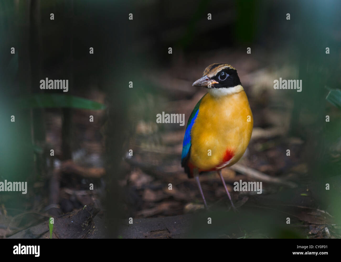 Blue winged pitta singapore malaysia pitta bird hi-res stock ...