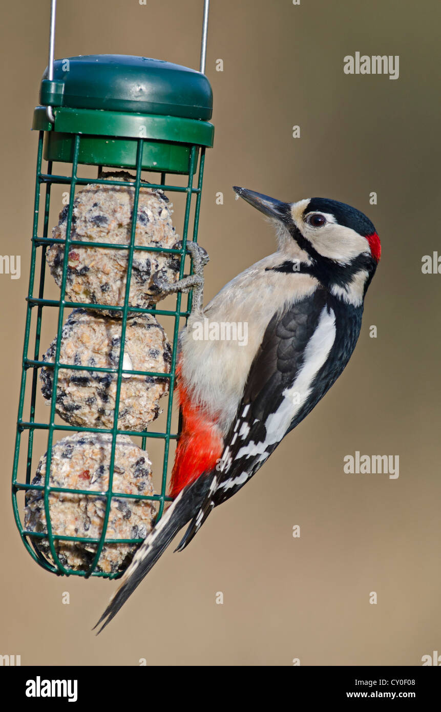 Great Spotted Woodpecker on fat feeder Stock Photo - Alamy