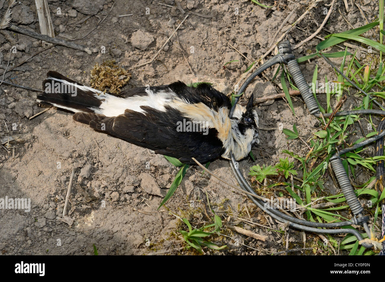 Black-eared Wheatear (male) in spring (clap) trap illegally trapped on ...