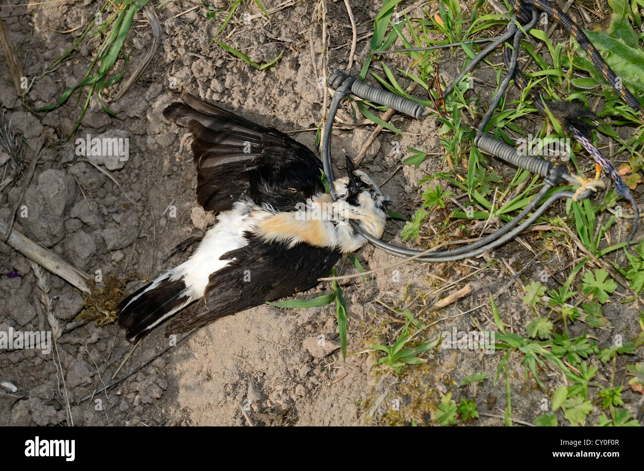 Black-eared Wheatear (male) in spring (clap) trap illegally trapped on ...