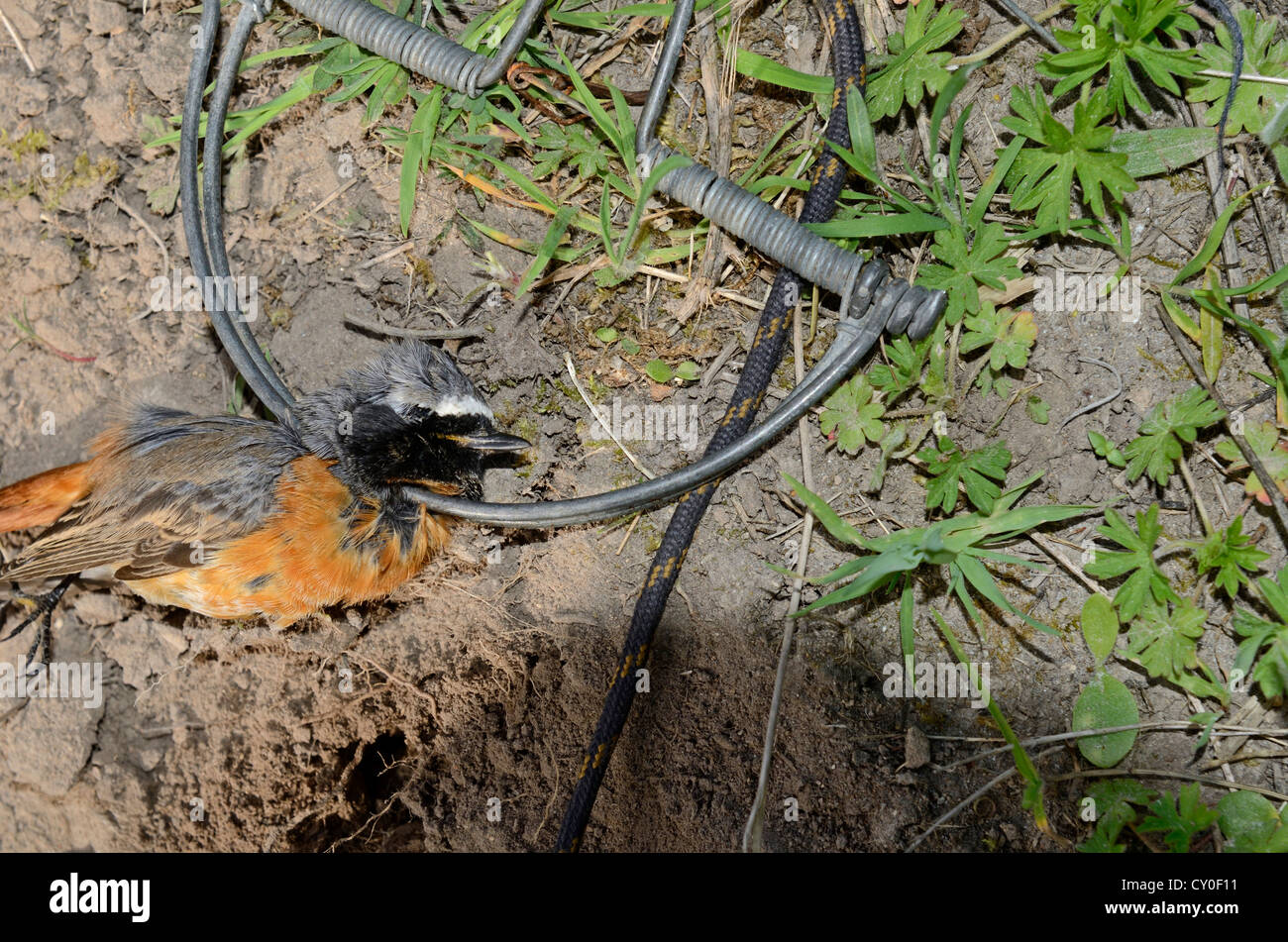 Redstart Phoenicurus phoenicurus migrant male caught in spring / clap ...